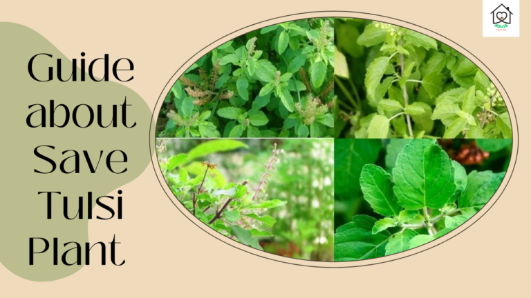 How To Save Tulsi Plant From Dying: Everything You Need To Know - House ...