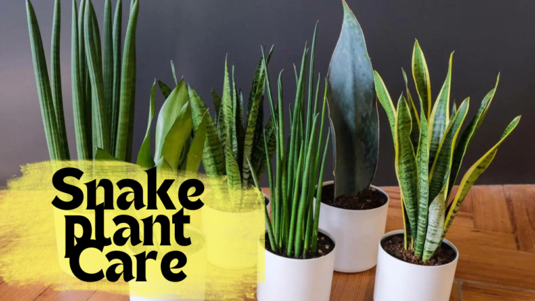 Best Guide To Care And Grow Snake Plant - House Plants Love