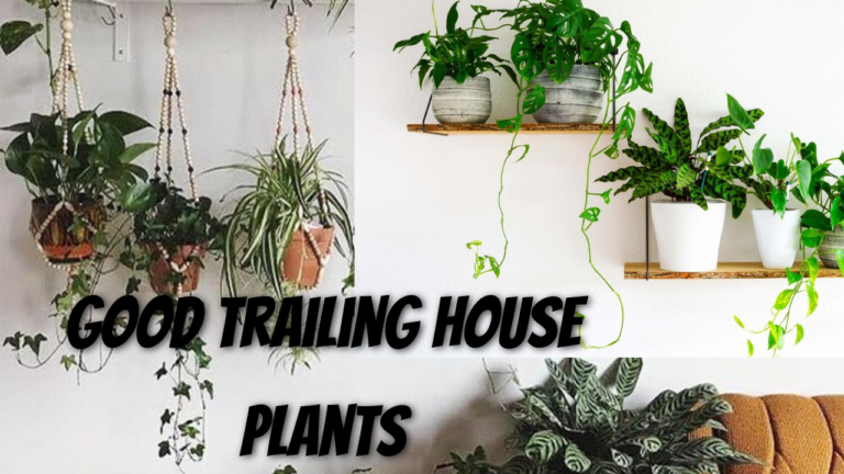 Top 10 Fastest Growing Good Trailing House Plants And Care Tips - House ...