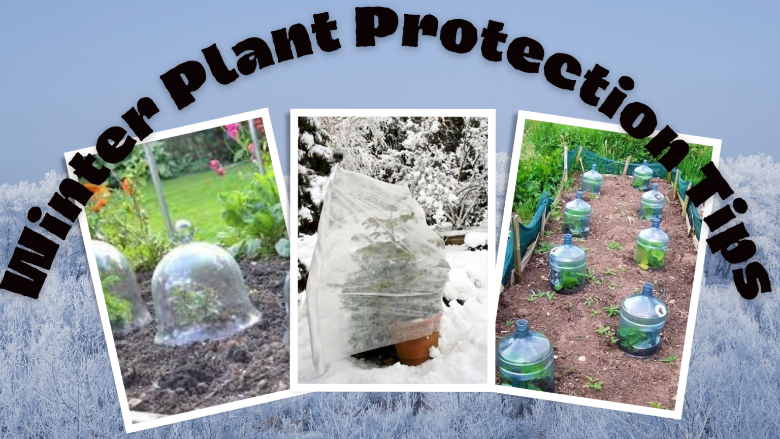 Top 3 Low-Cost, Affordable Winter Plant Protection Tips, Thrifty ...