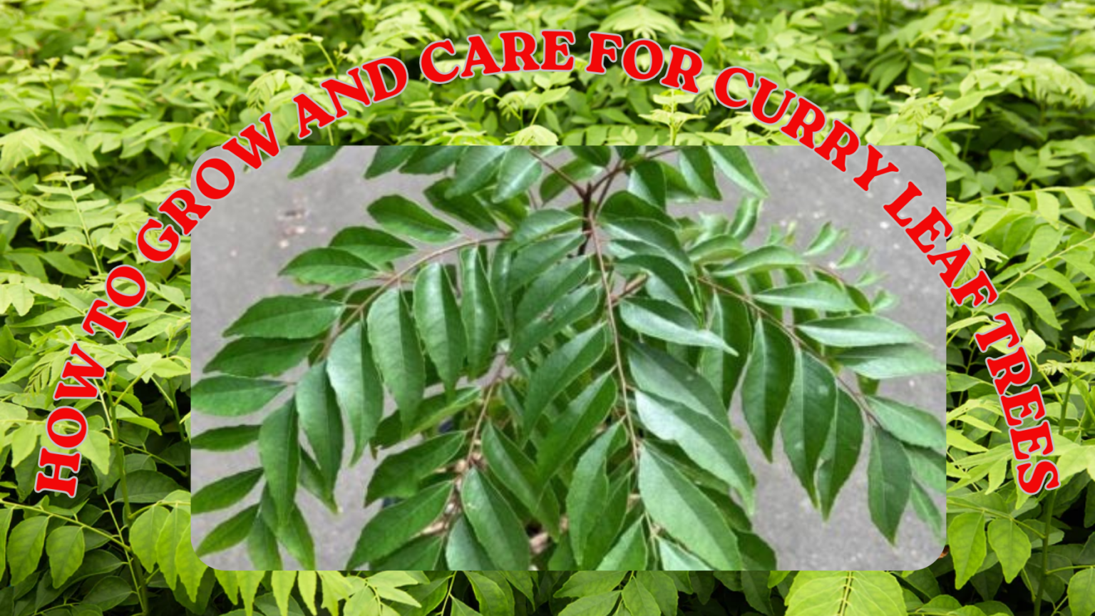 How To Grow And Care Curry Leaf Plant And Tree - House Plants Love