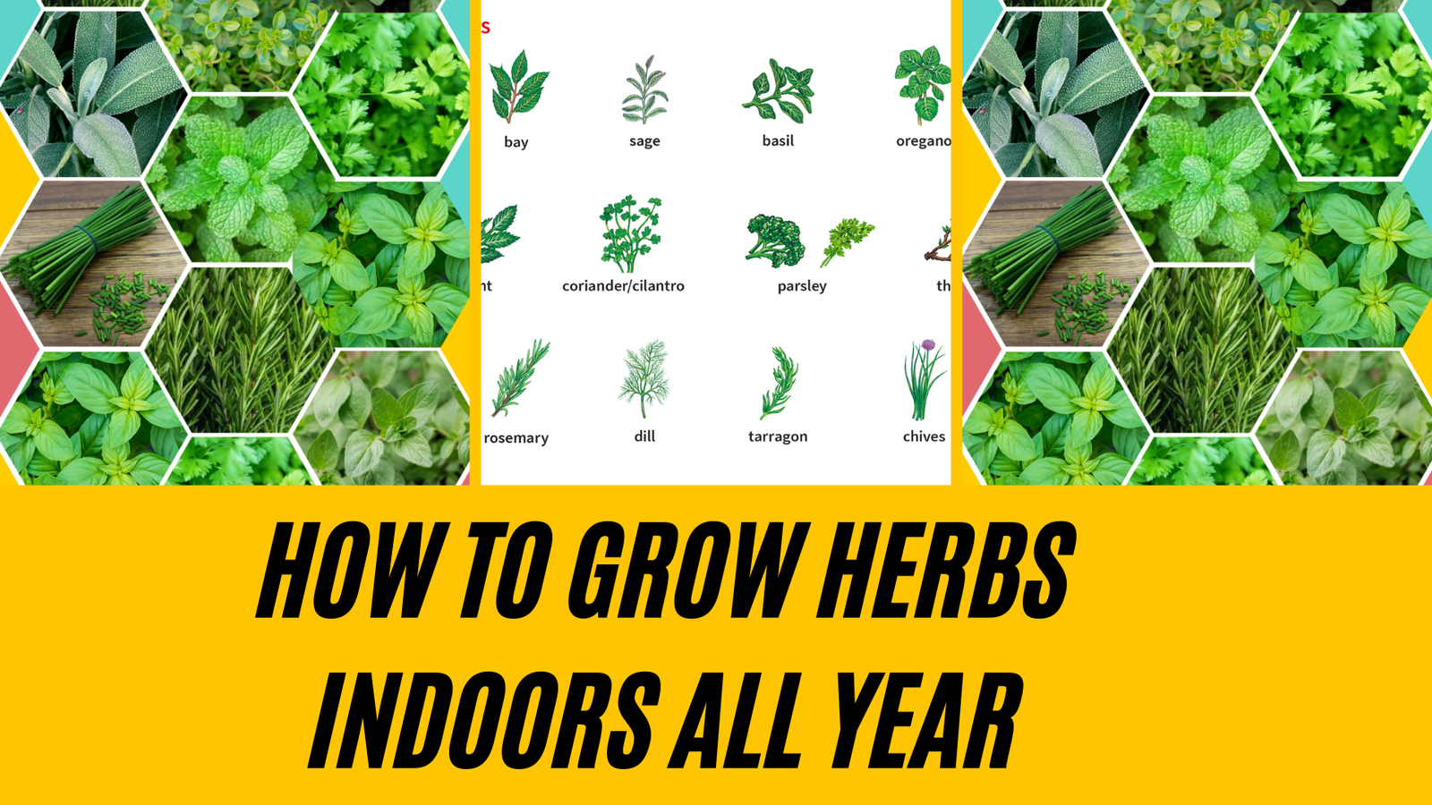 How To Grow Herbs Indoors All Year: A Comprehensive Guide - House ...