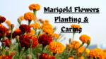 Marigold Flowers Planting & Caring Guide - House Plants Love