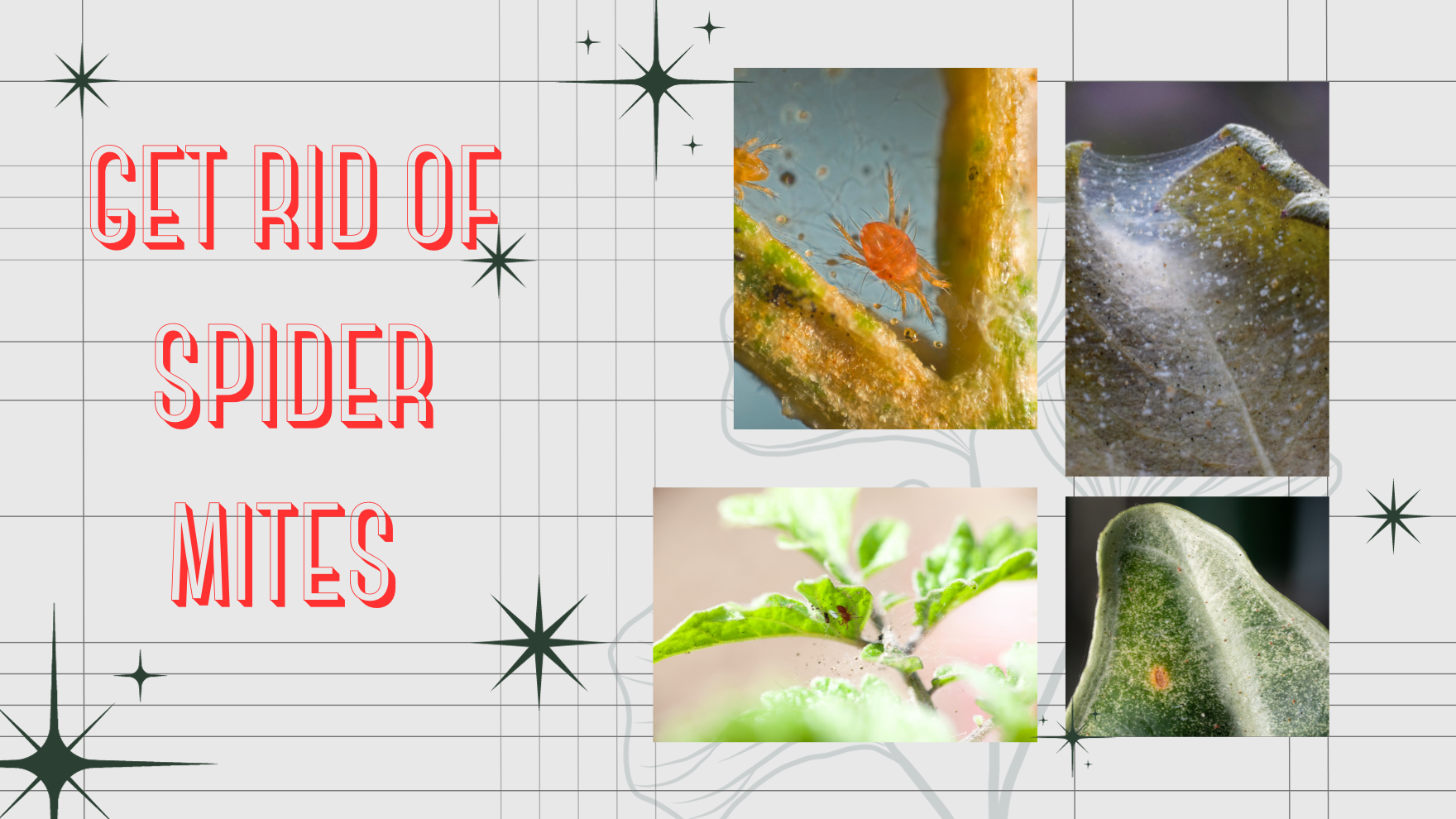 How To Get Rid Of Spider Mites From Your Garden Effectively